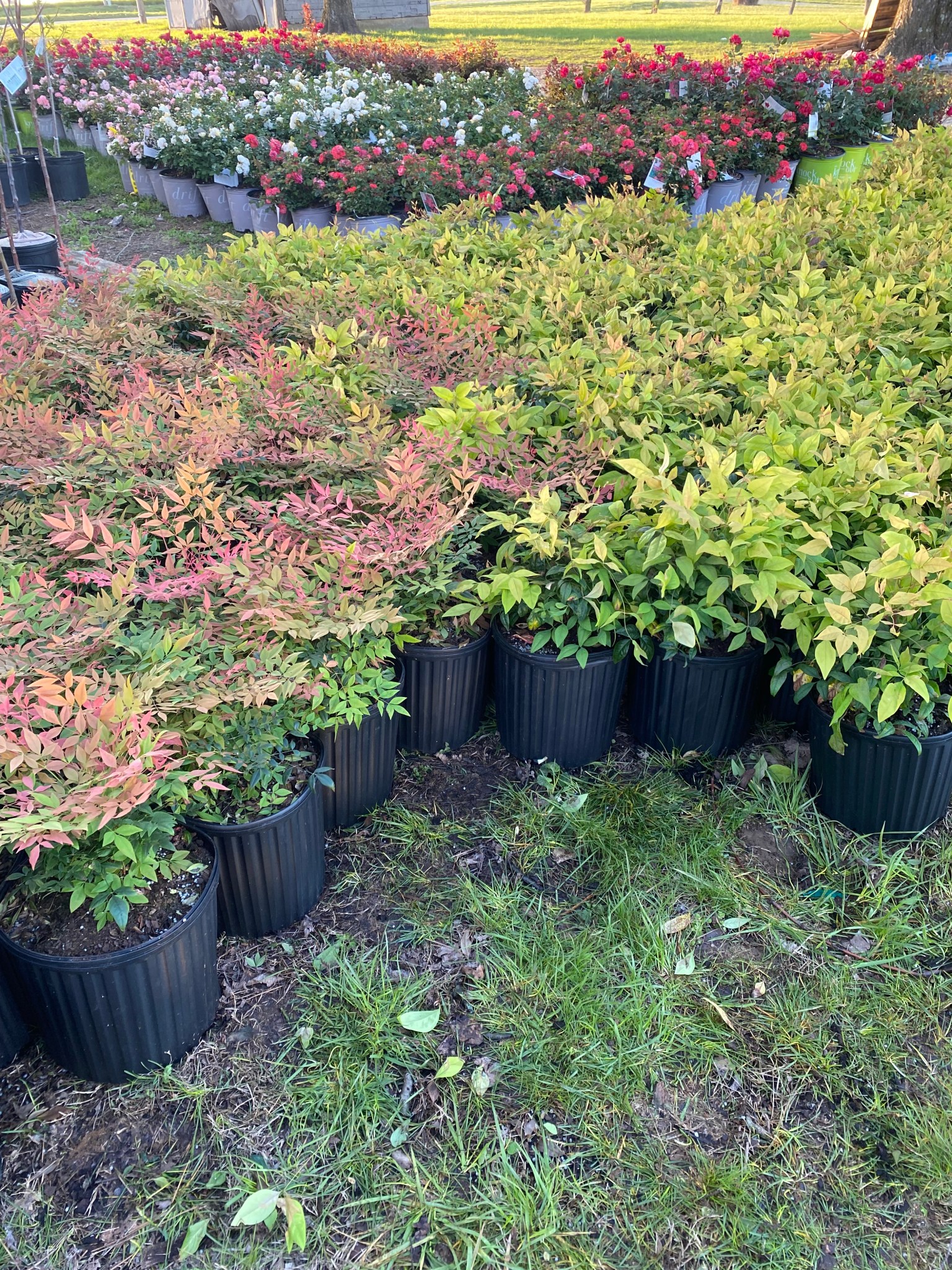 Tolley Farms Nursery